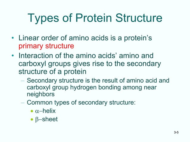 Lecture 4 Proteins.ppt