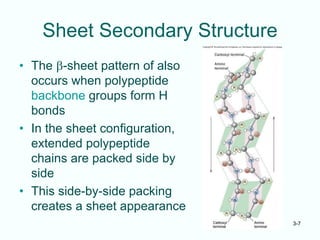 Lecture 4 Proteins.ppt