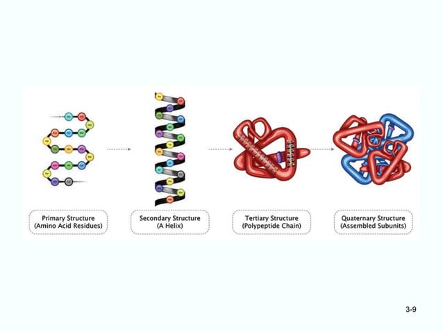 Lecture 4 Proteins.ppt