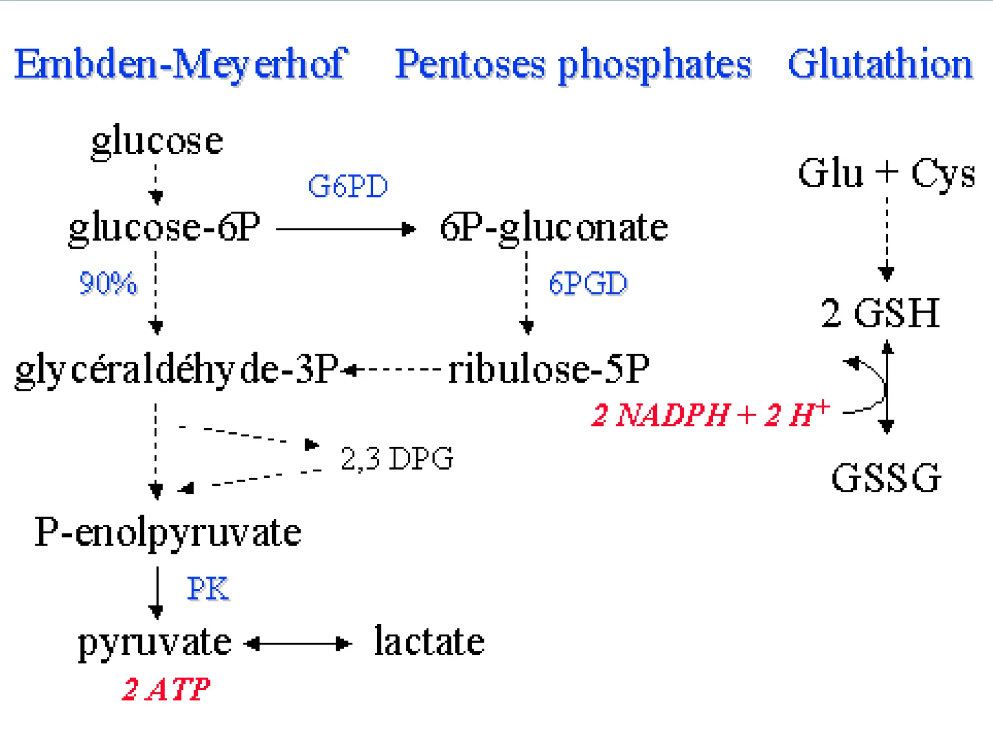 Lecture 4 RBC metabolism & Hb synthesis.ppt