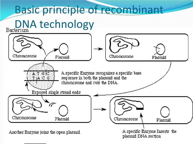LECTURE 4 Recombinant DNA Technology lec# 1.pptx