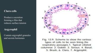 Lecture 4 (Respiratory tract).pptx