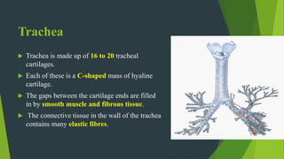 Lecture 4 (Respiratory tract).pptx