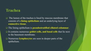 Lecture 4 (Respiratory tract).pptx
