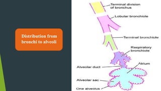 Lecture 4 (Respiratory tract).pptx