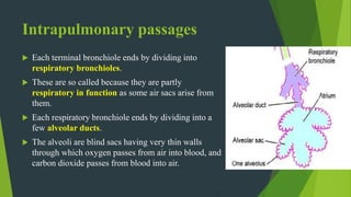 Lecture 4 (Respiratory tract).pptx