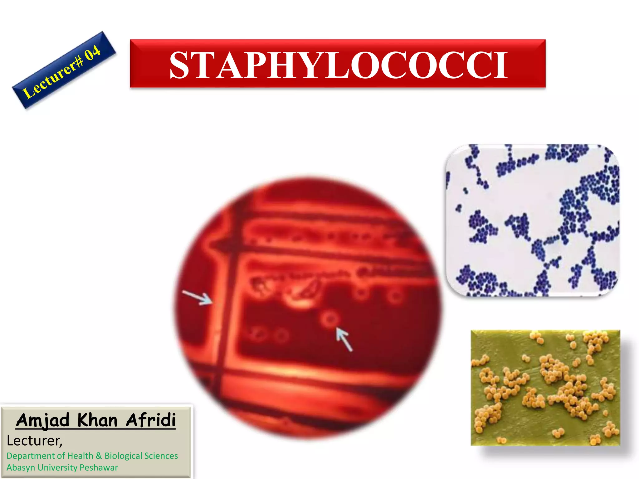Staphylococcus | PPTX
