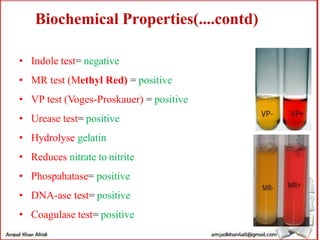 Staphylococcus | PPTX