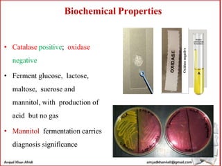 Staphylococcus | PPTX