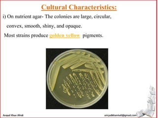 Staphylococcus | PPTX