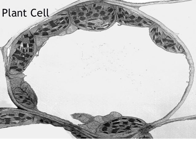 Electron Microscope Eukaryotic Cell Micropedia