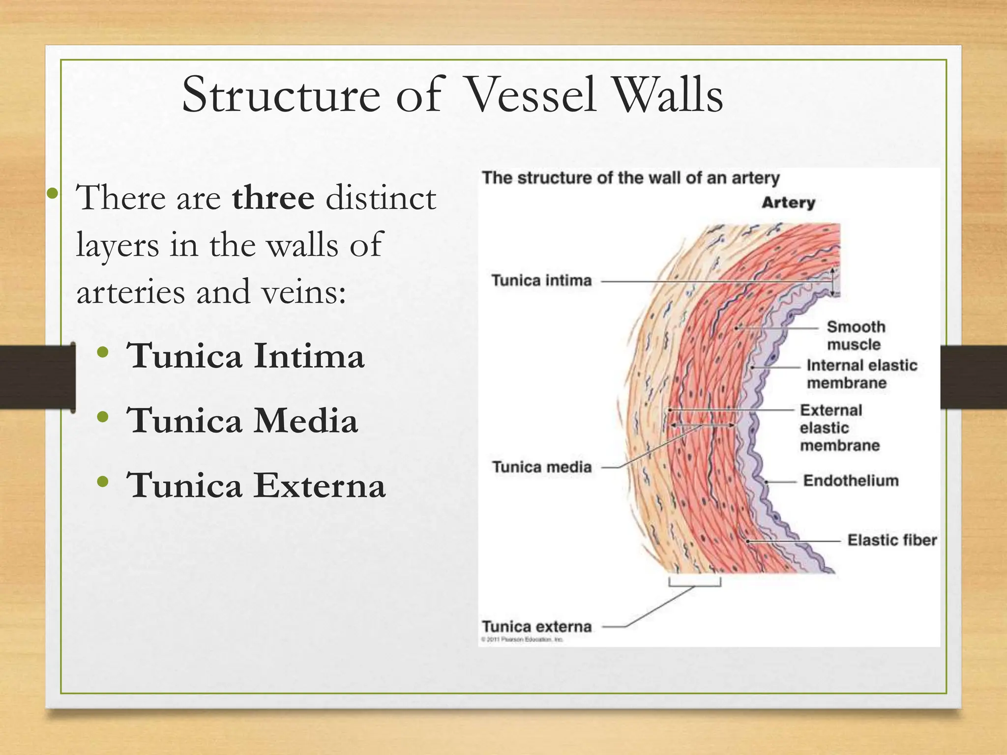 LECTURE 4_ The Conducting System of the Heart _ Blood Vessels.ppt