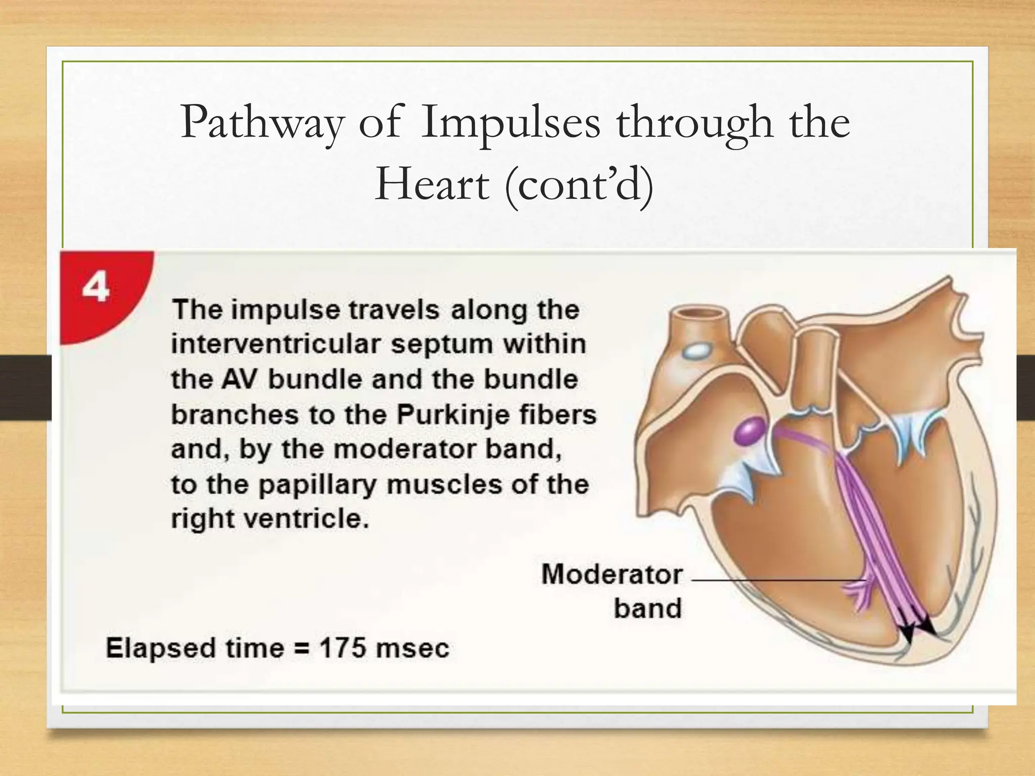 LECTURE 4_ The Conducting System of the Heart _ Blood Vessels.ppt