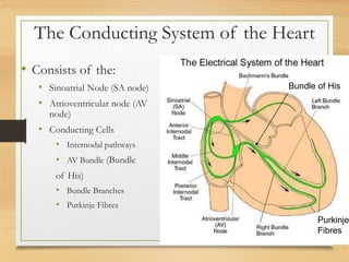 LECTURE 4_ The Conducting System of the Heart _ Blood Vessels.ppt