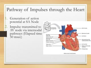 LECTURE 4_ The Conducting System of the Heart _ Blood Vessels.ppt