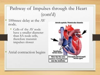 LECTURE 4_ The Conducting System of the Heart _ Blood Vessels.ppt