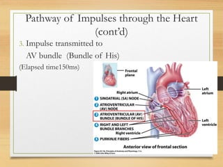 LECTURE 4_ The Conducting System of the Heart _ Blood Vessels.ppt