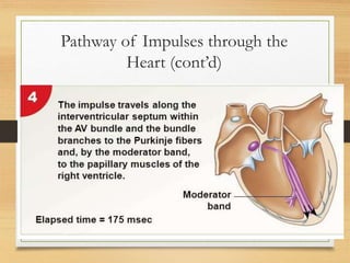 LECTURE 4_ The Conducting System of the Heart _ Blood Vessels.ppt