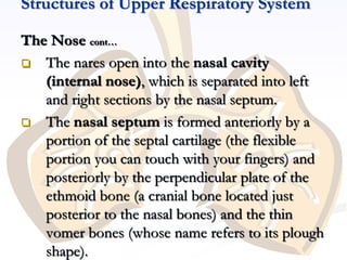 Lecture_4_the_respiratory_system.ppt