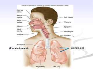 Lecture_4_the_respiratory_system.ppt