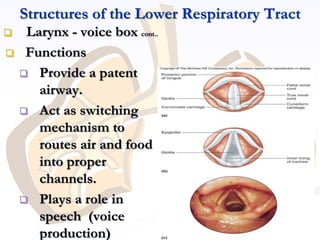 Lecture_4_the_respiratory_system.ppt