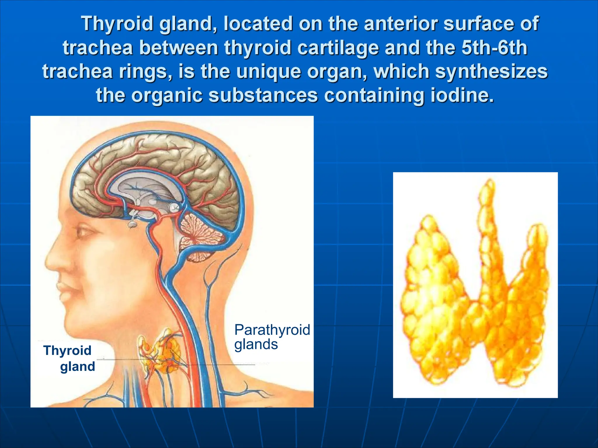 Lecture 4 of Thyroid gland classification, Hypo and hyper peculiarities ...