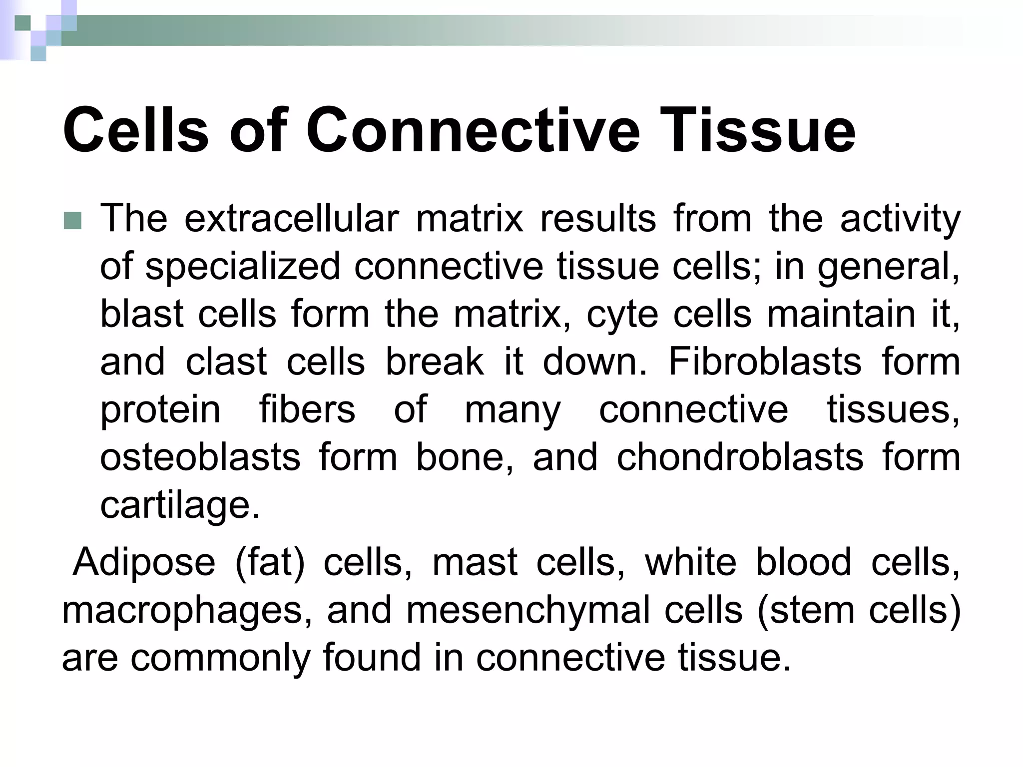 Structure of a Tissue,Functions and types of Tissue | PPT | Biological ...