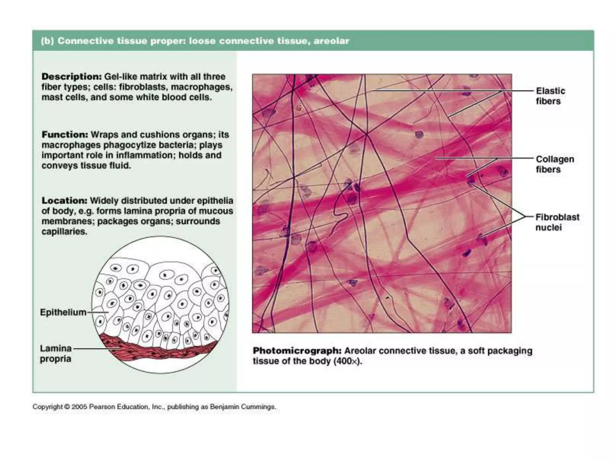 Structure of a Tissue,Functions and types of Tissue | PPT | Biological ...