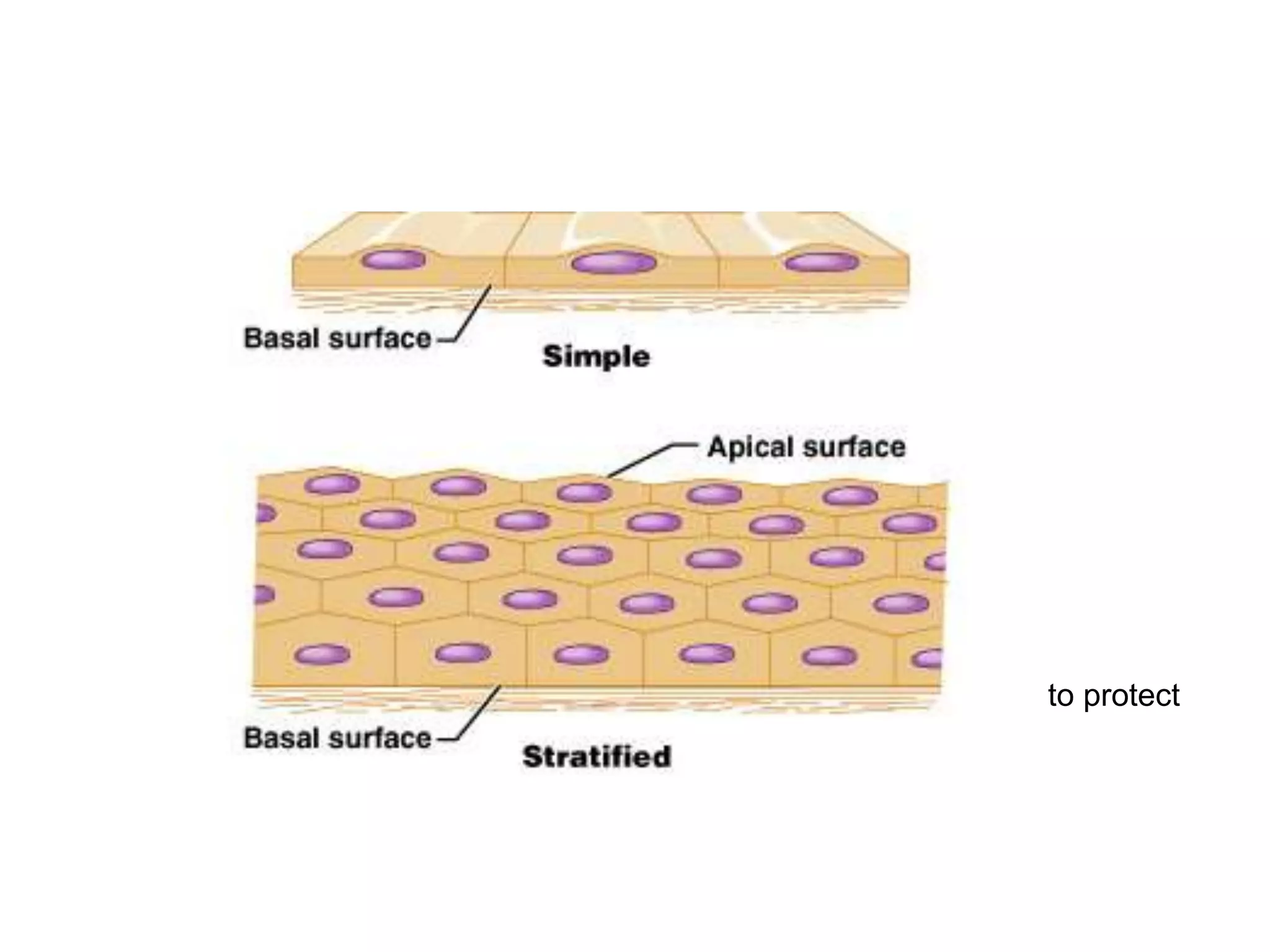 Structure of a Tissue,Functions and types of Tissue | PPT | Biological ...