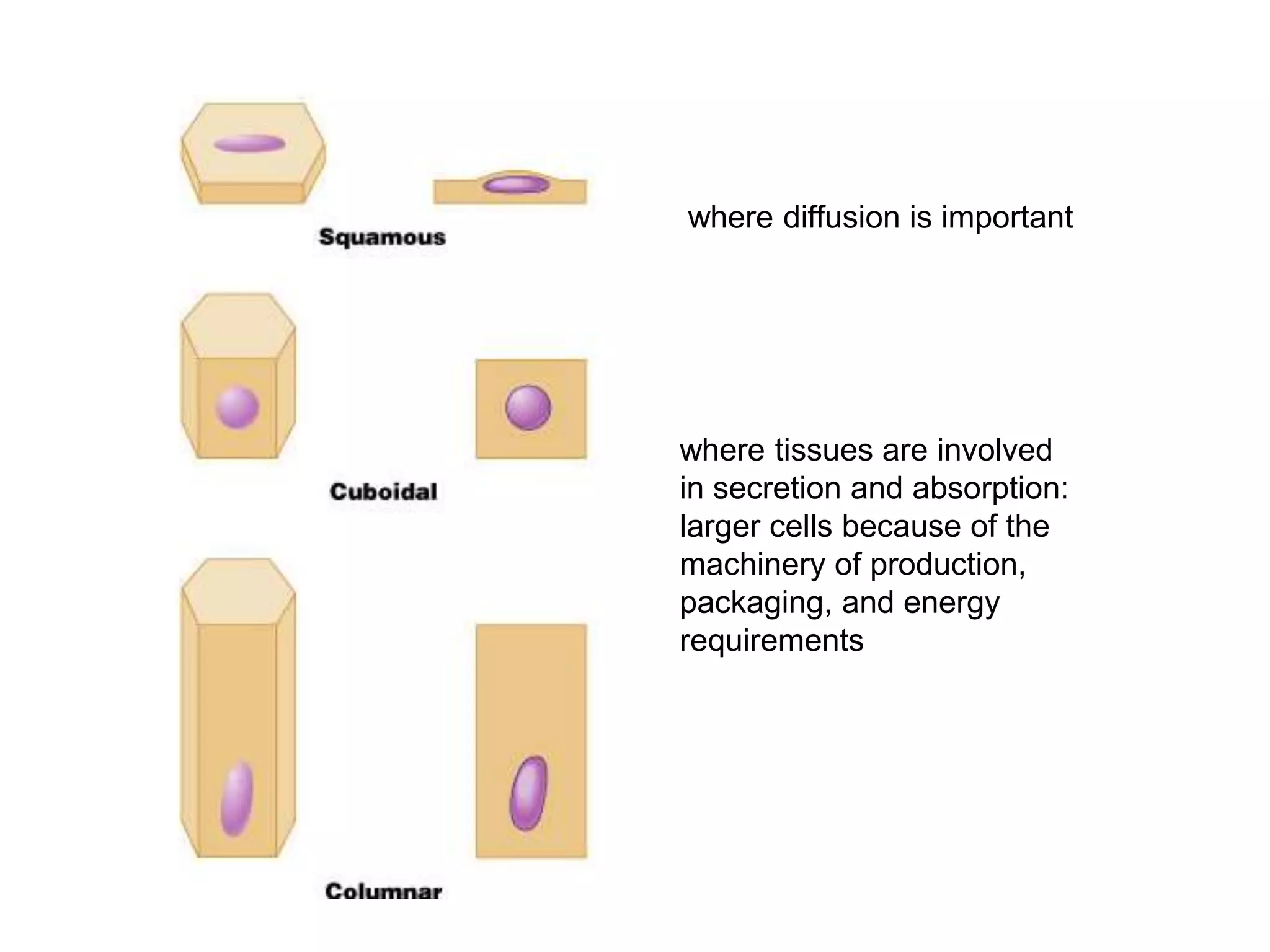 Structure of a Tissue,Functions and types of Tissue | PPT | Biological ...