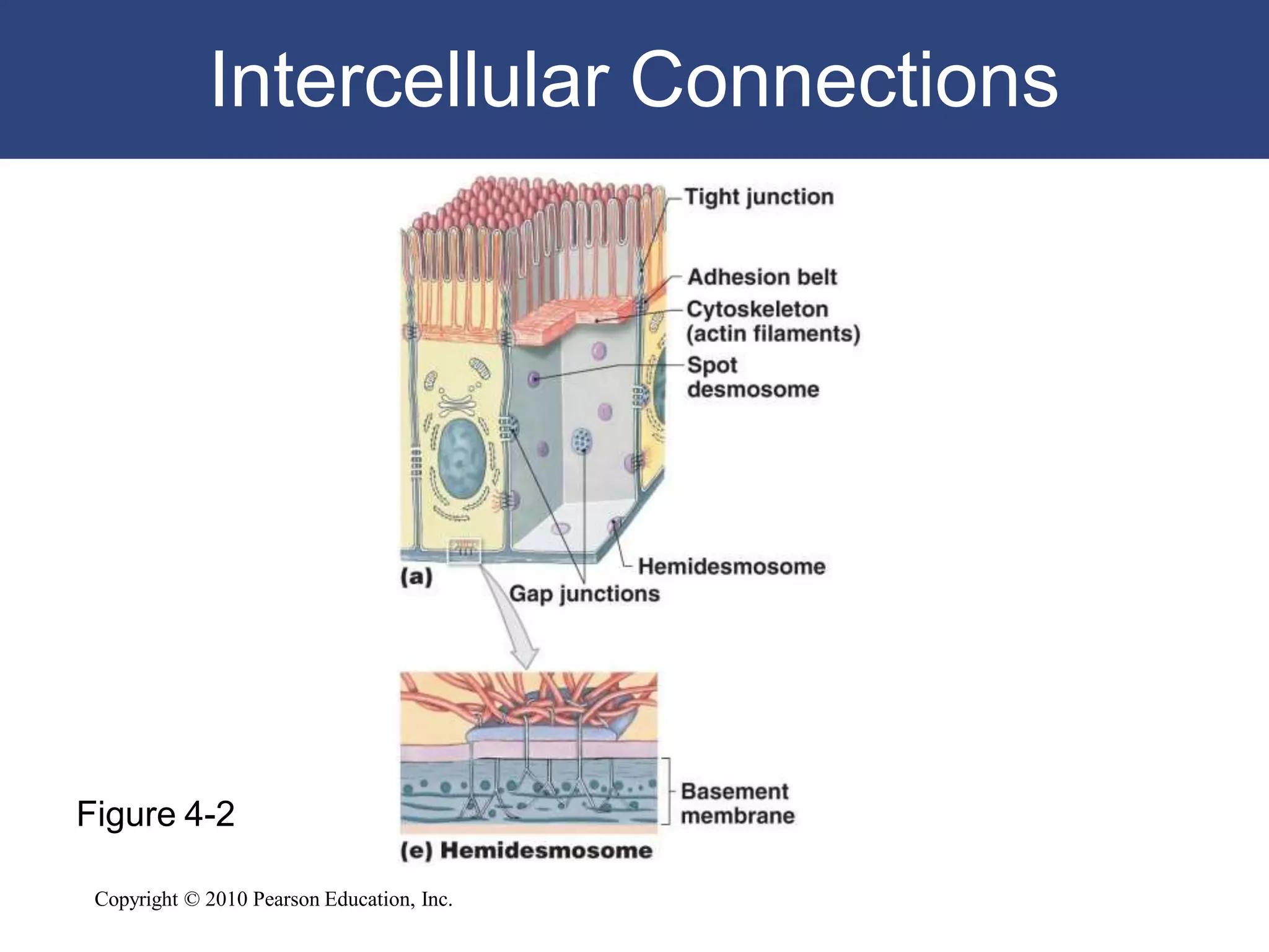 Lecture 4 tissue level of organization | PPTX | Endocrine and Metabolic ...
