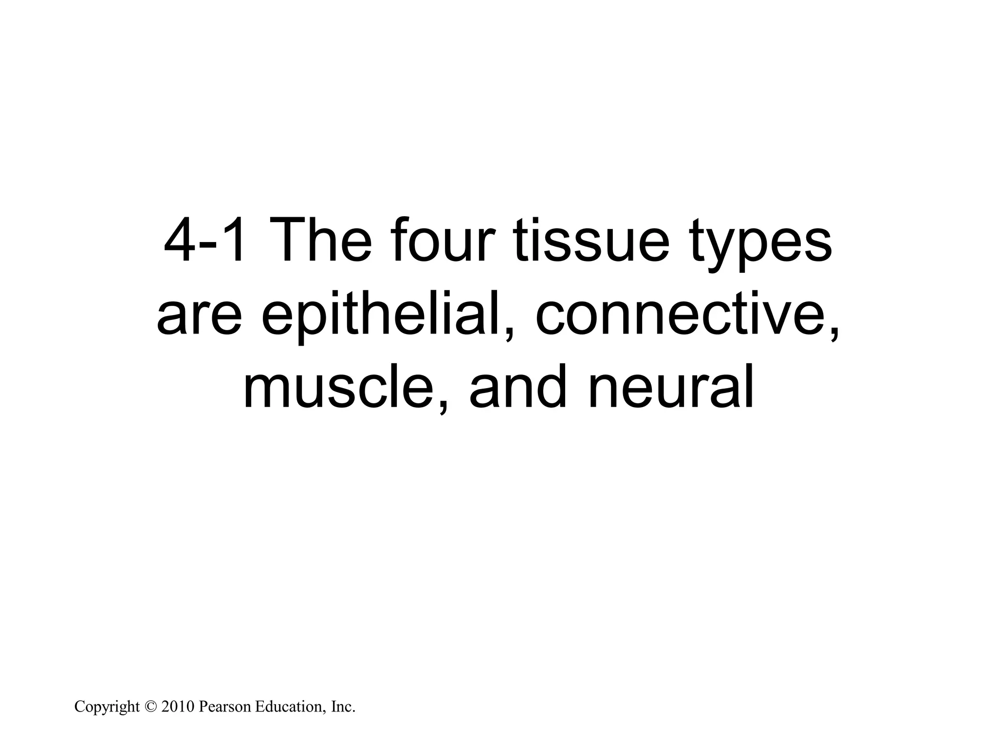 Lecture 4 tissue level of organization | PPTX | Endocrine and Metabolic ...