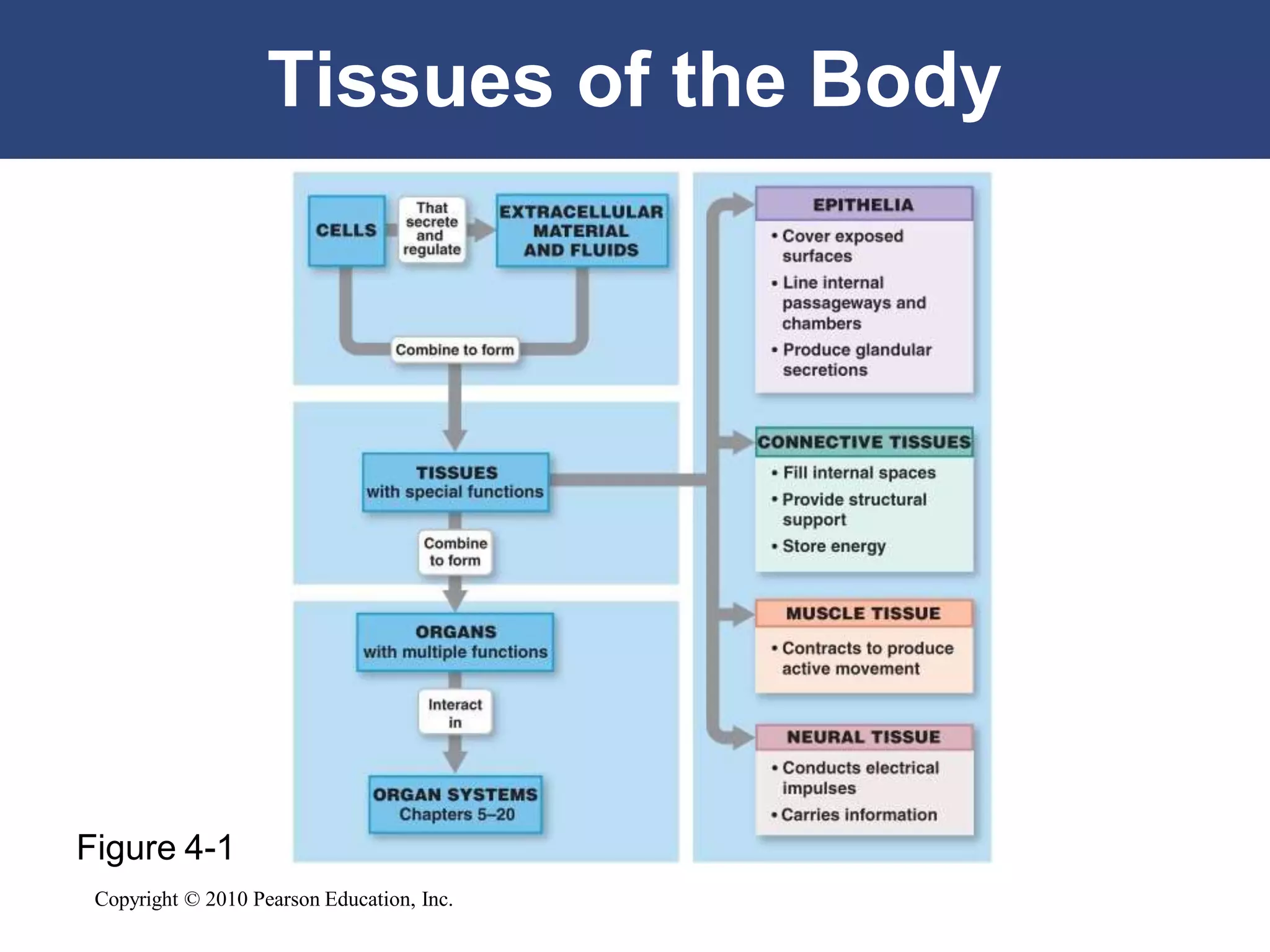 Lecture 4 tissue level of organization | PPTX | Endocrine and Metabolic ...