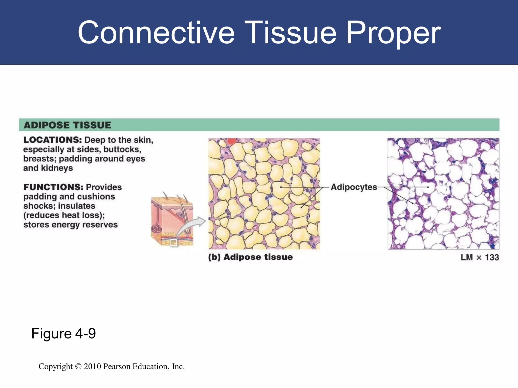 Lecture 4 tissue level of organization | PPT