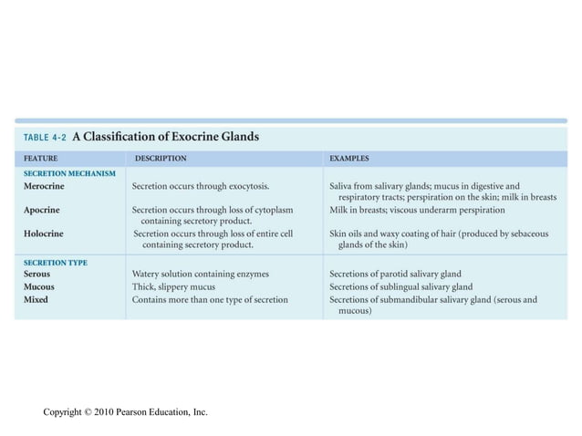 Lecture 4 tissue level of organization | PPT