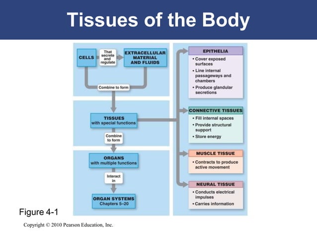 Lecture 4 tissue level of organization | PPT