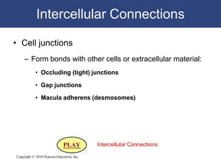 Lecture 4 tissue level of organization | PPTX