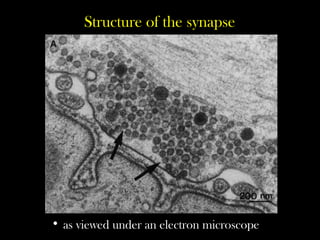 Lecture4 transmission | PPT