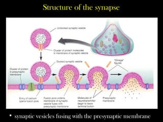 Lecture4 transmission | PPT