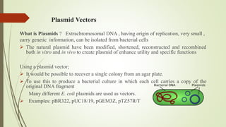 Vectors.pptx