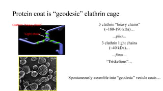 Viruses Replication mechanism and pattern | PPT