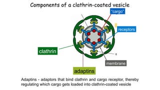 Viruses Replication mechanism and pattern | PPT