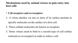 Viruses Replication mechanism and pattern | PPT