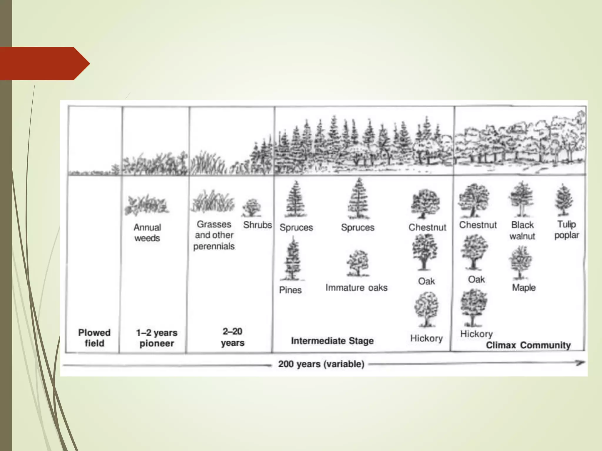 Lecture 5 0ppt Functions of ecosystem | PDF