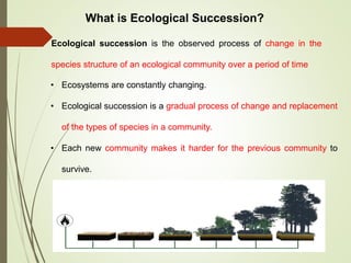 Lecture 5 0ppt Functions of ecosystem | PDF
