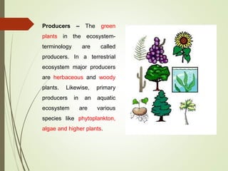 Lecture 5 0ppt Functions of ecosystem | PDF
