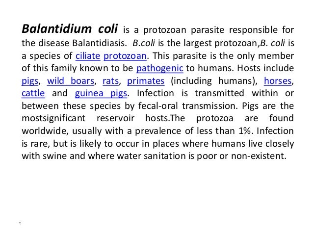 Balantidium Coli