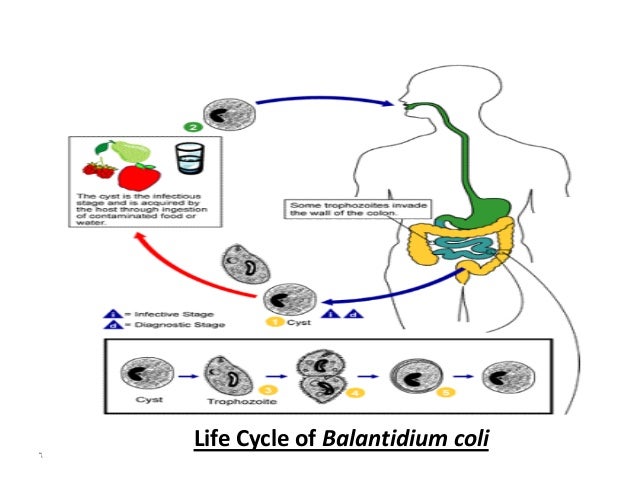 Balantidium Coli