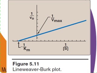 enzyme kinetics, mechanism of action of enzymes and line-weaver burk plot | PPT