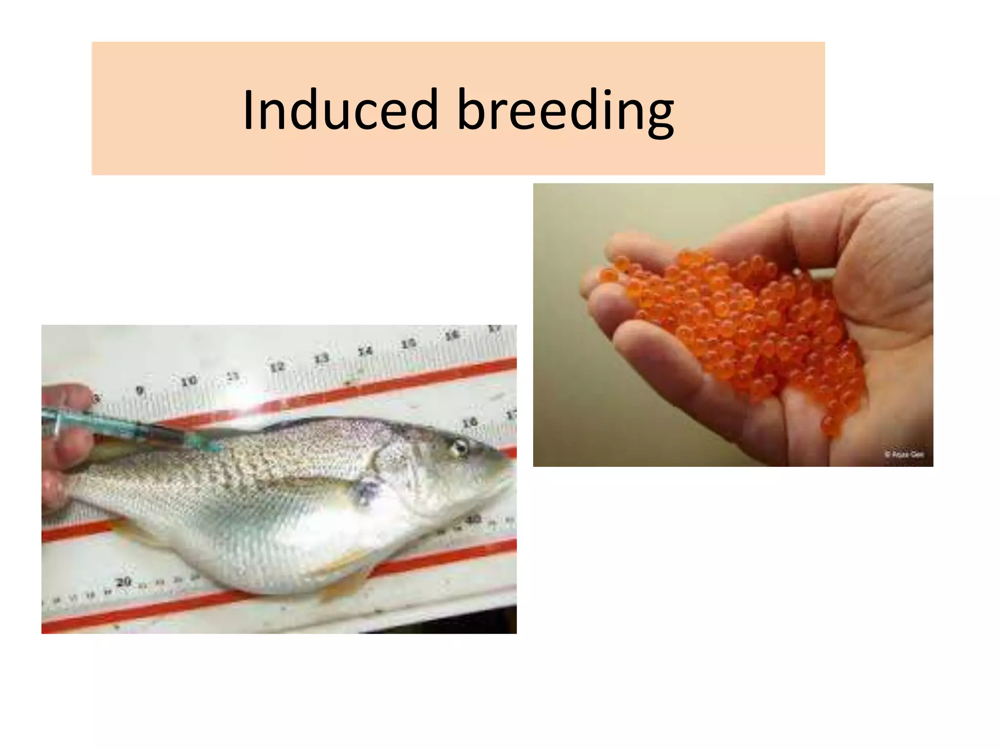 Induced Breeding Techniques for Carp Fish Farming | PPT